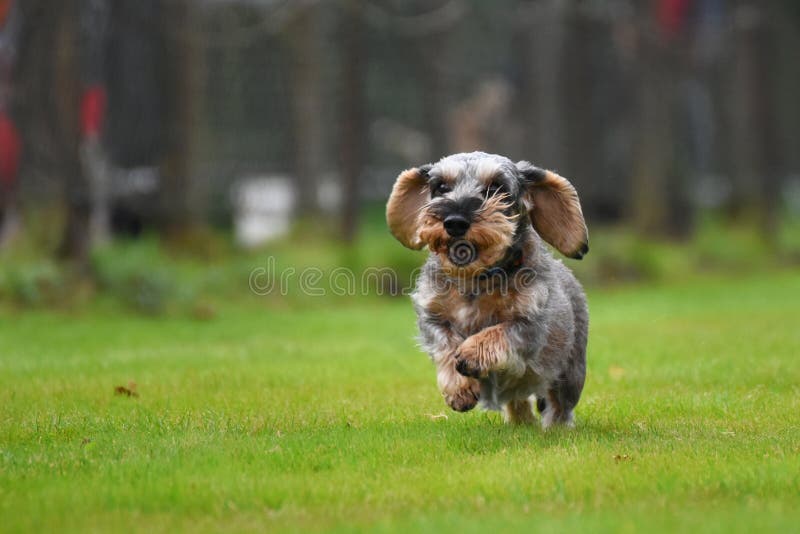 Running Dachshund stock photo. Image of closeup, nose - 8092150
