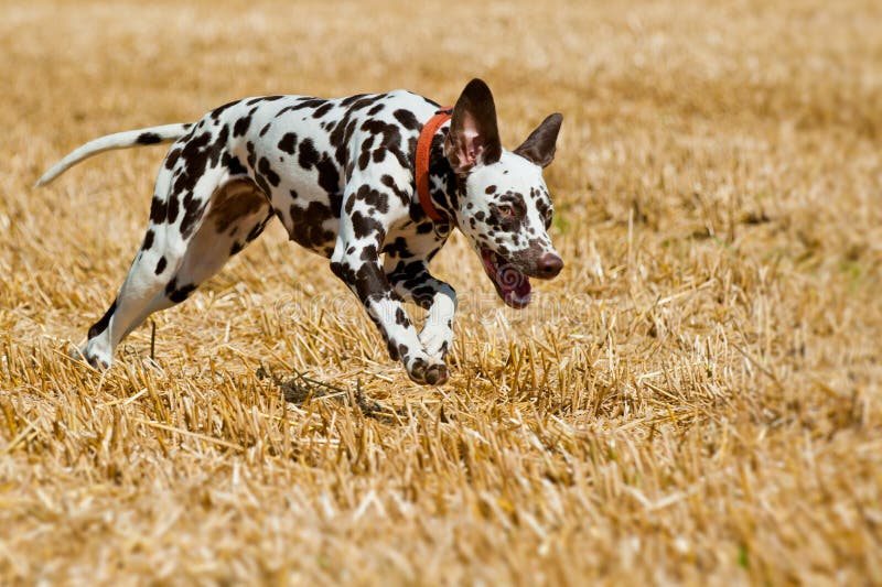 Running dalmatian stock photo. Image of nature, beautiful - 28732948
