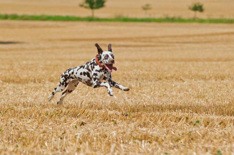 Running dalmatian stock photo. Image of nature, beautiful - 28732948