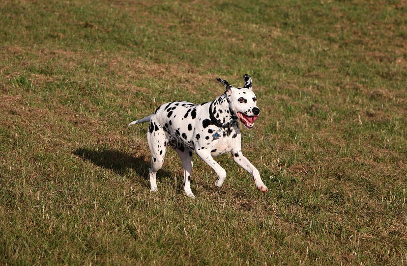 Running dalmatian stock photo. Image of nature, beautiful - 28732948