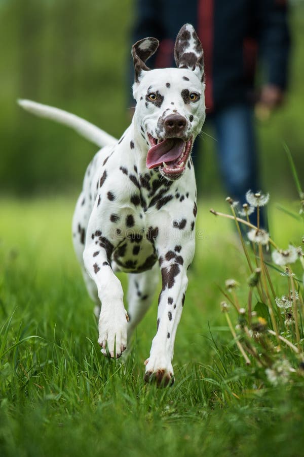 Running dalmatian stock photo. Image of nature, beautiful - 28732948