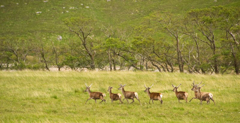 Running deer stock image. Image of william, mountains - 21051373