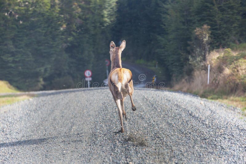 Running deer stock photo. Image of nature, single, power - 195311148