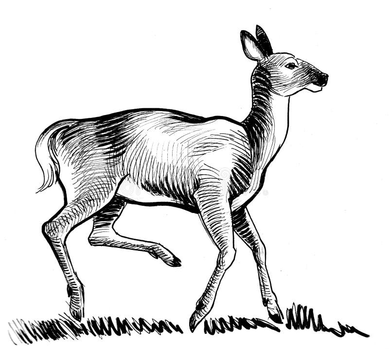 Running deer stock illustration. Illustration of sketch - 242875576