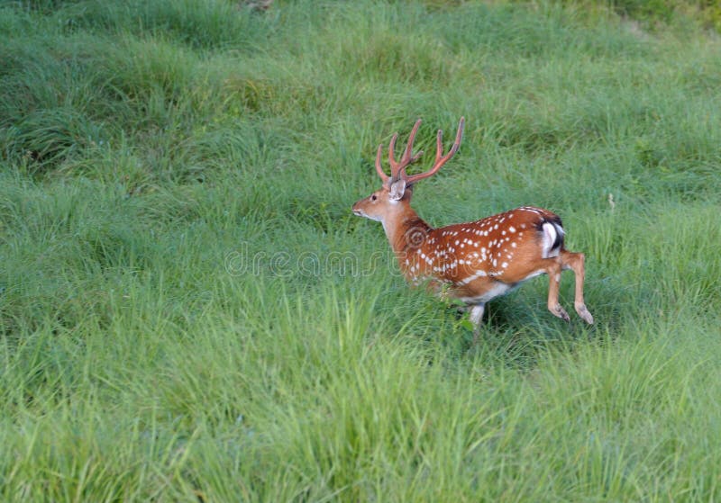 The running deer stock photo. Image of male, deer, guide - 32592304