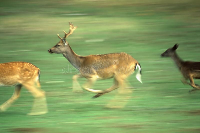 Running deers stock photo. Image of blur, mammal, deer - 2970108
