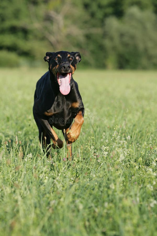 Running Doberman dog stock photo. Image of cute, canine - 17539740