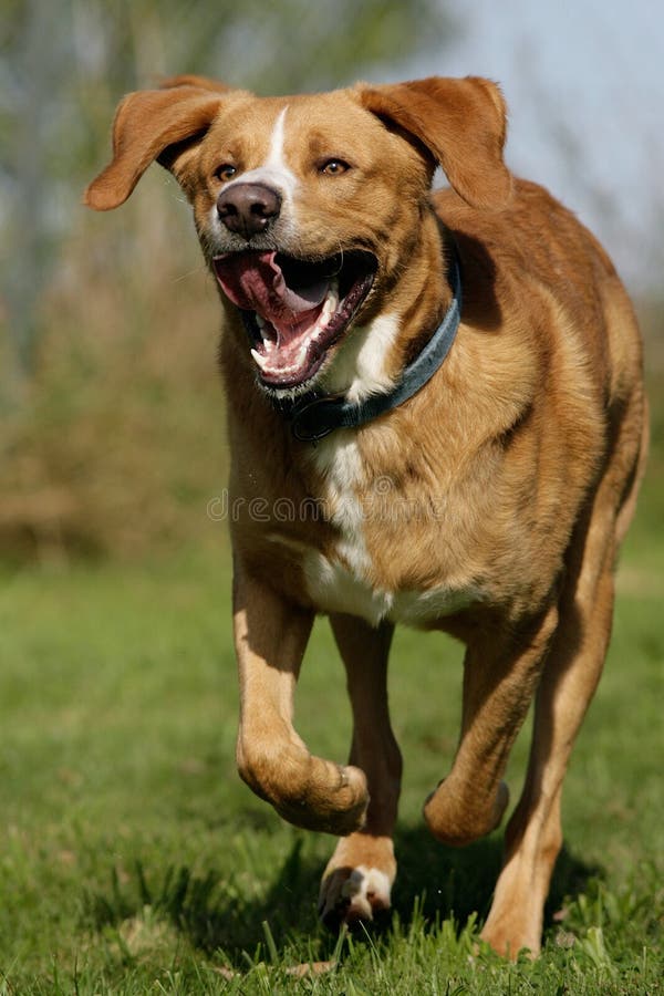 Running dog stock photo. Image of natural, female, curious - 13029472