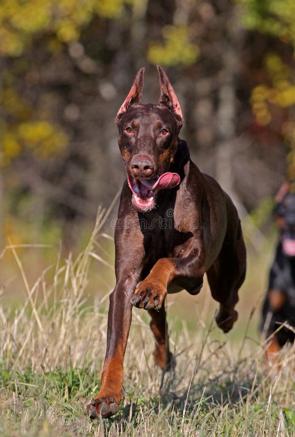 Doberman Running in Deep Snow Stock Image - Image of snowhappiness ...