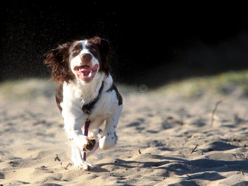 3 dogs running stock image. Image of dalmatian, animal - 238135