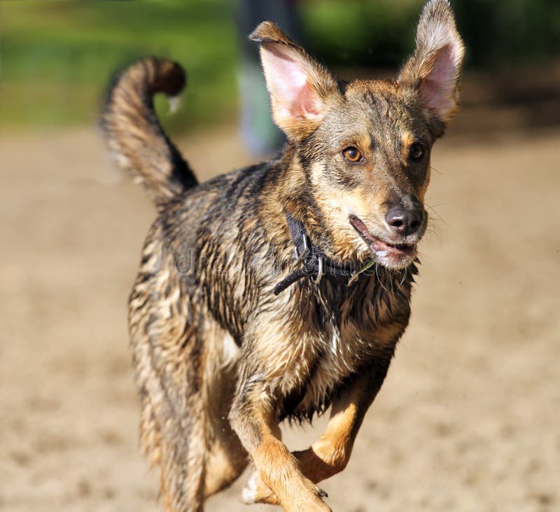 Running Dog stock image. Image of chase, speed, running - 19480323