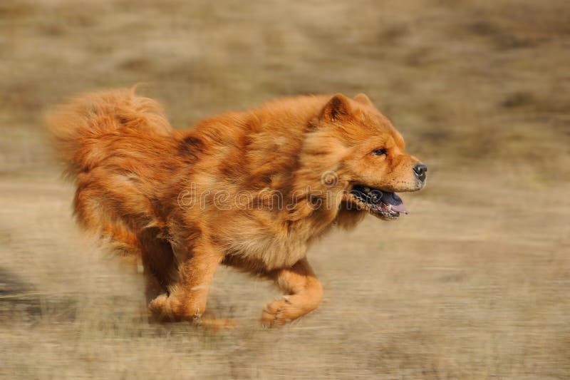 Chow Chow Running on Winter Day Stock Image - Image of chinese, weather ...