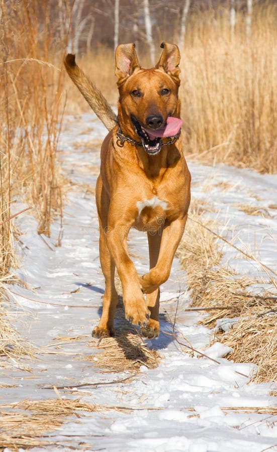 Running dog stock photo. Image of breed, pedigree, tail - 23548258