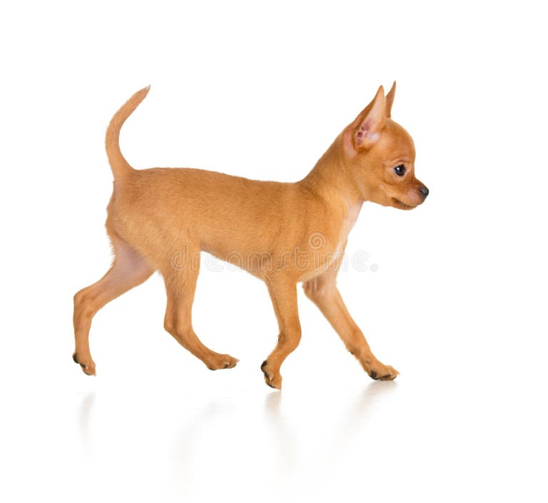 28,029 Dog Side View Stock Photos - Free & Royalty-Free Stock Photos ...