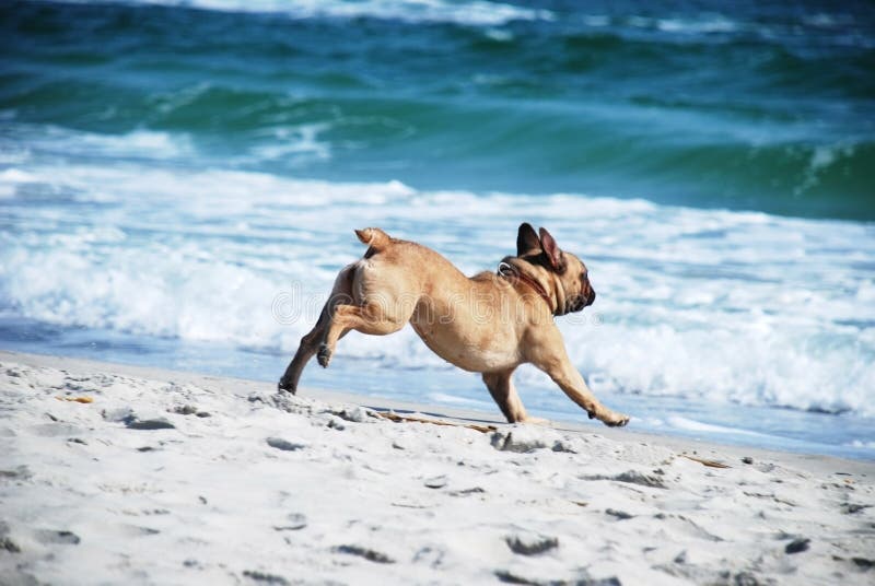Dog running stock image. Image of excited, jumping, moving - 2431803