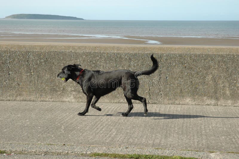 Running dog stock image. Image of ball, side, friend, coast - 763705