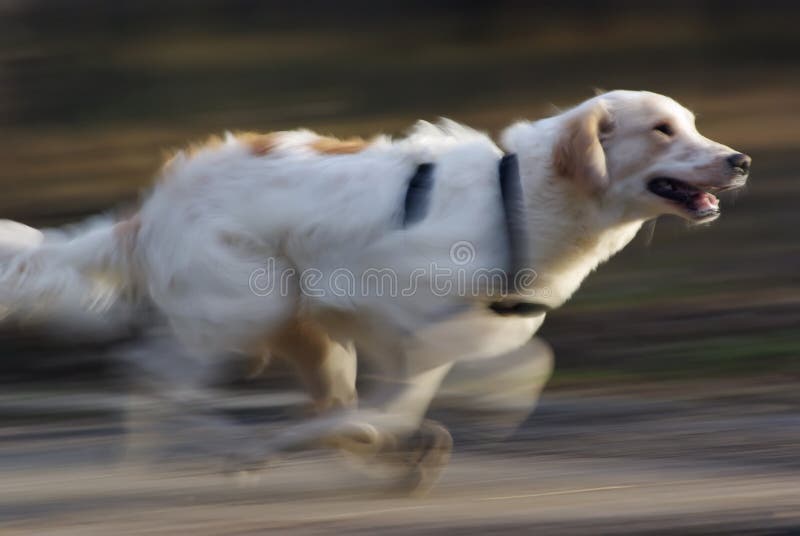 Running Dog Stock Photography - Image: 8085792