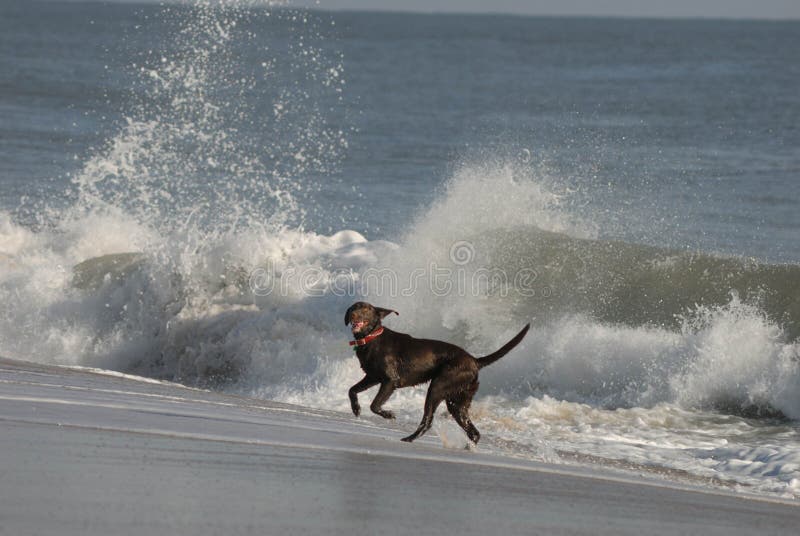 Labrador Chasing Ball Stock Photos - Free & Royalty-Free Stock Photos ...
