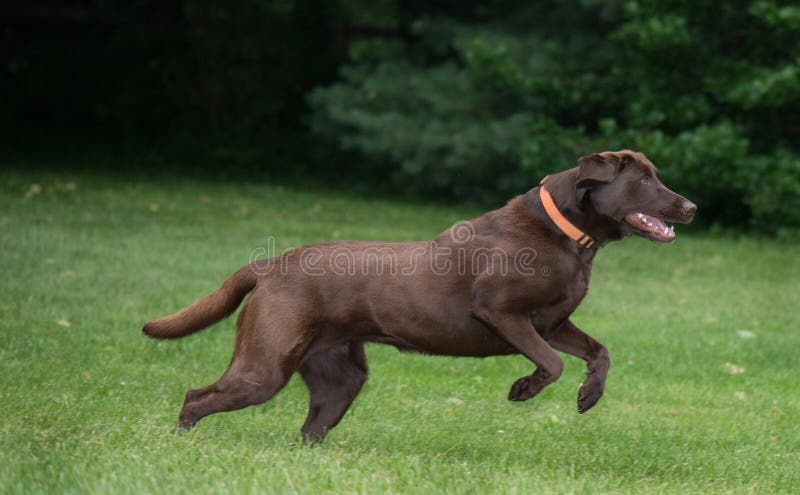 Running dog stock photo. Image of comapainion, summer - 67049354