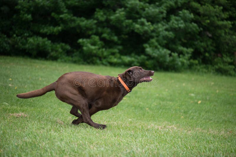 Running dog stock image. Image of chocolate, running - 67049343