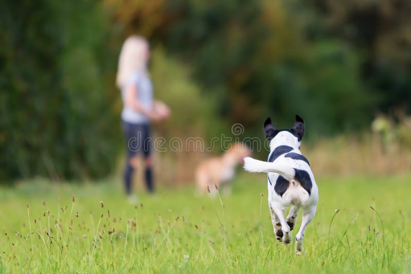 570 Dog Running Back View Stock Photos - Free & Royalty-Free Stock ...