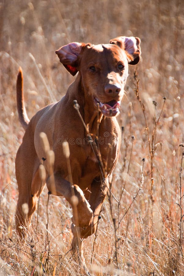 Running dog stock photo. Image of viszla, running, animal - 45764920