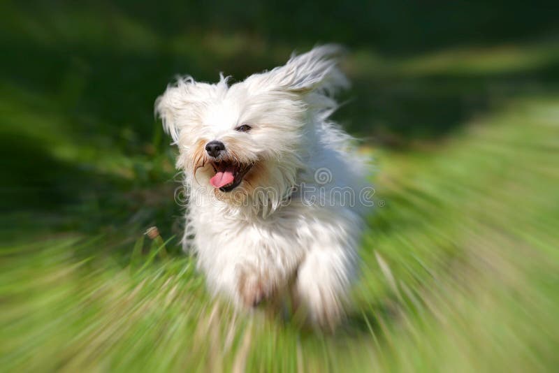 Fast running Dog stock image. Image of teeth, pets, race - 31369457
