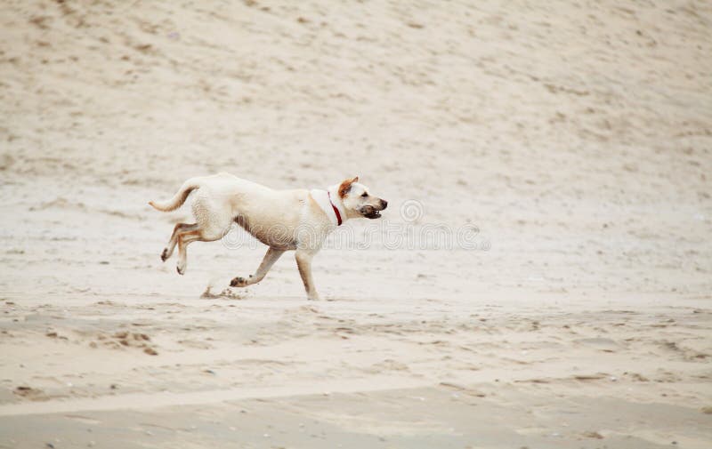 Running dog outdoor stock image. Image of nature, fast - 24501525