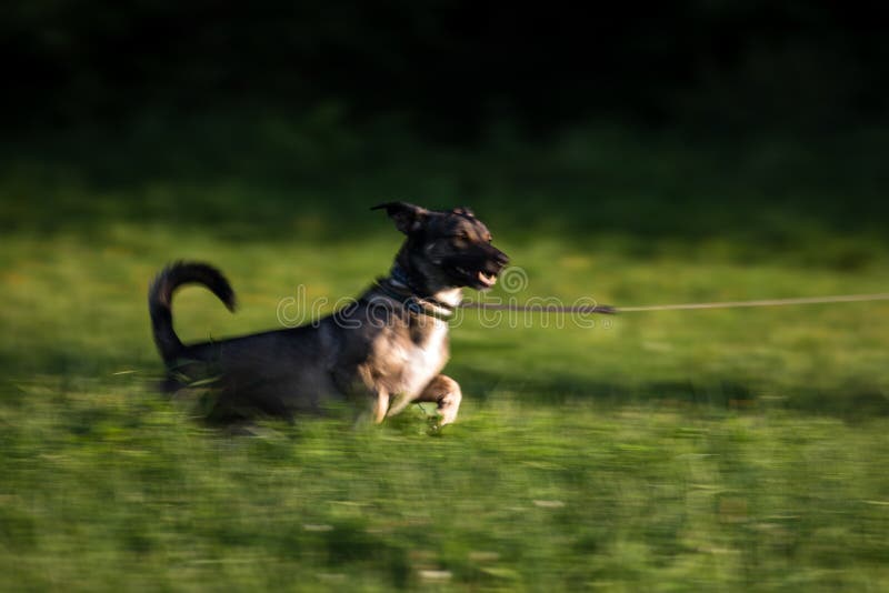 Running Dog in the Public Park Stock Image - Image of agility, action ...