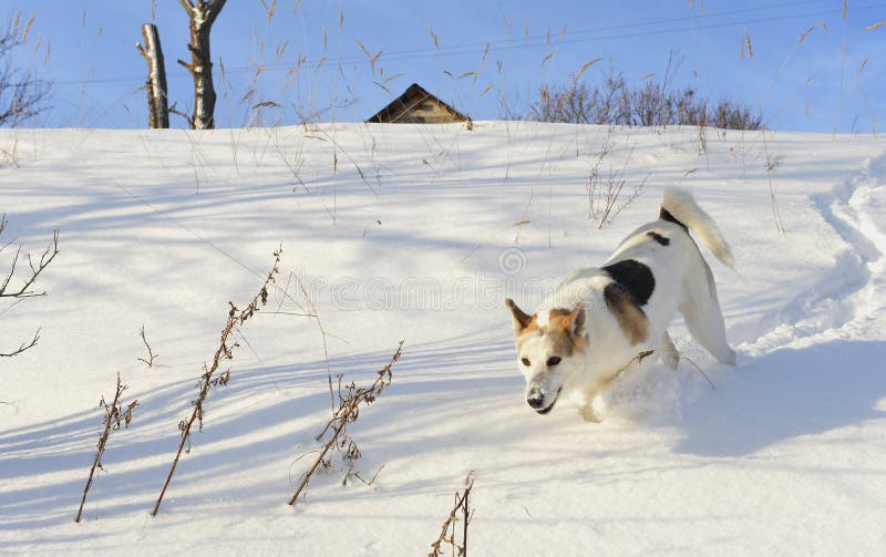 Running Dog stock photo. Image of beauty, play, mammal - 37043436
