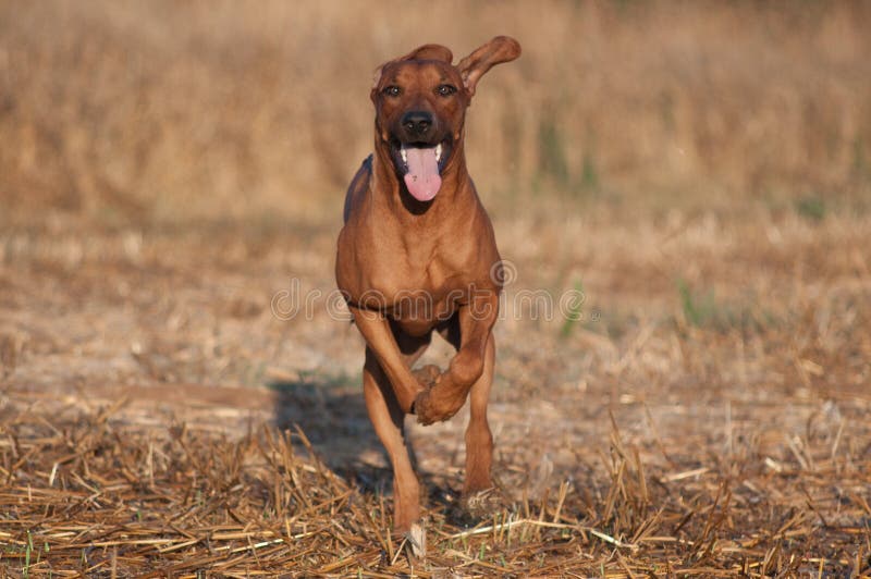Running dog stock image. Image of strong, eyes, ridgeback - 42243837
