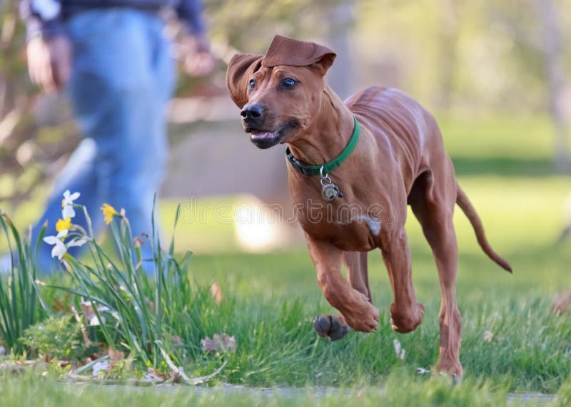Running dog stock photo. Image of friend, green, meadow - 30731372