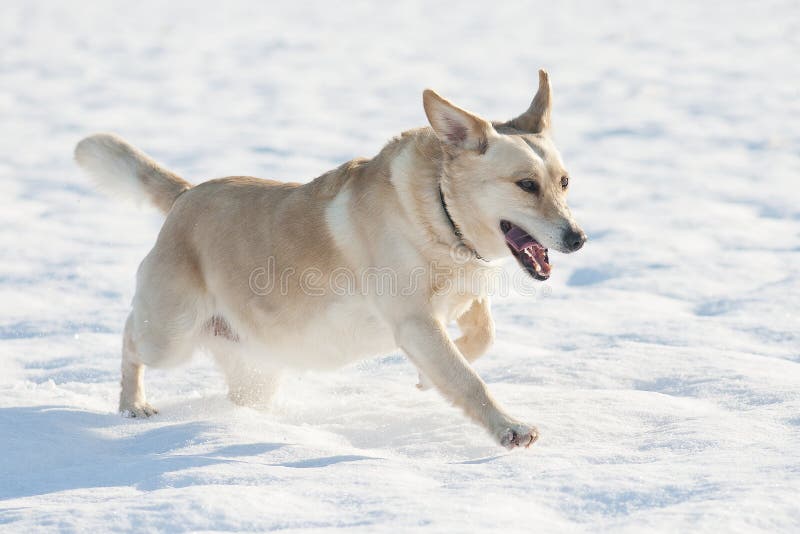 Running dog in the snow stock photo. Image of face, friendly - 64112992