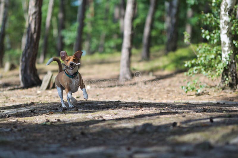 Running Dog with Stick, Jack Russell Terrier Stock Photo - Image of ...