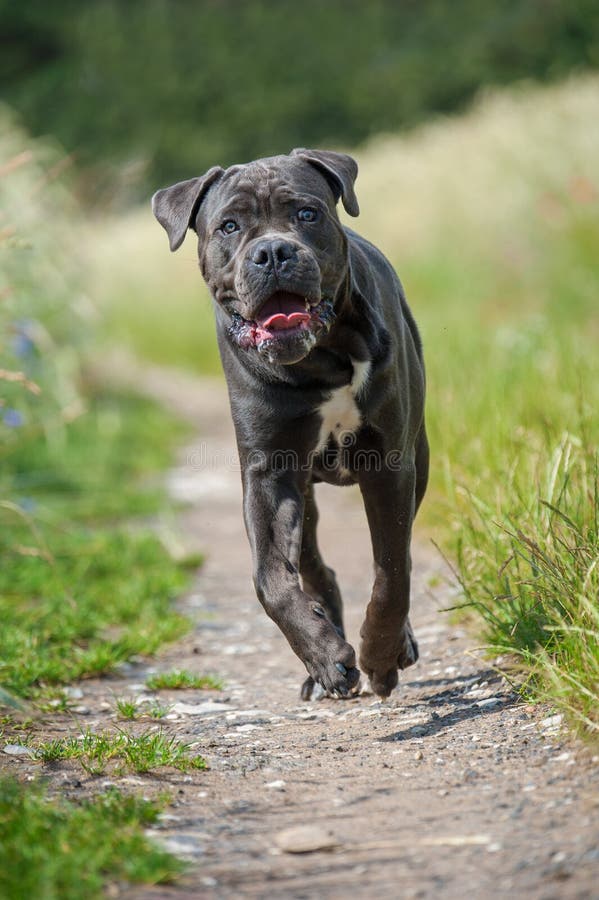 Running dog stock photo. Image of animal, running, witty - 87144336