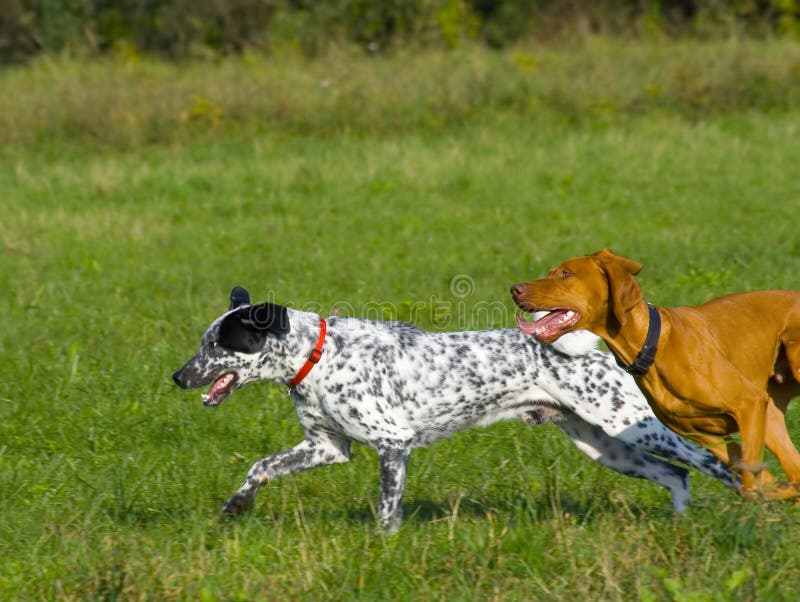 Running dogs stock image. Image of domestic, animal, runs - 19923945