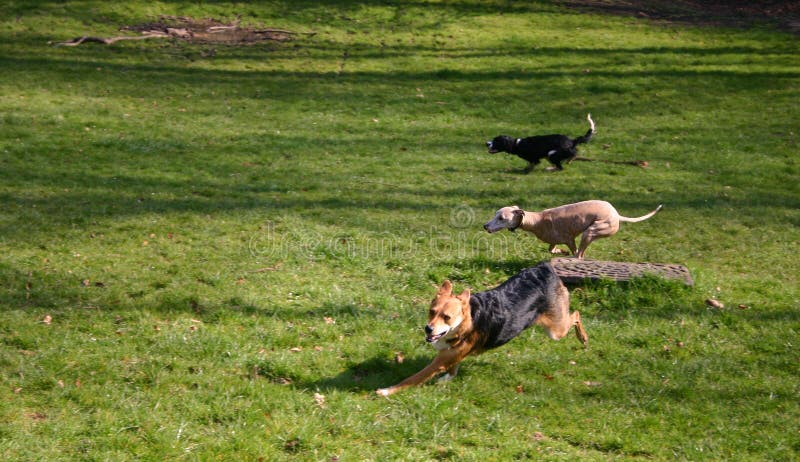 Dogs running side by side stock photo. Image of dogs, river - 146212