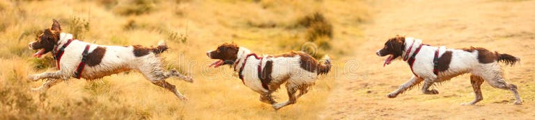 Running dogs banner stock photo. Image of spaniel, english - 37429958