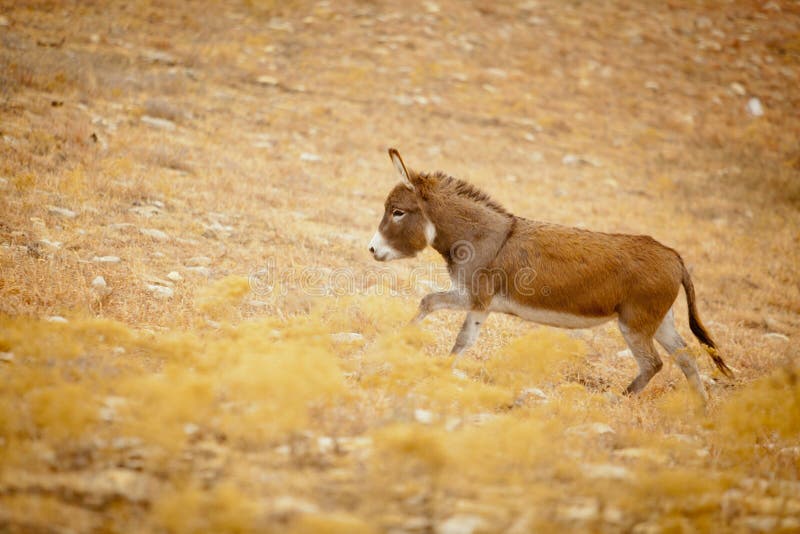 Donkey chasing horse stock image. Image of playing, playful - 27898053
