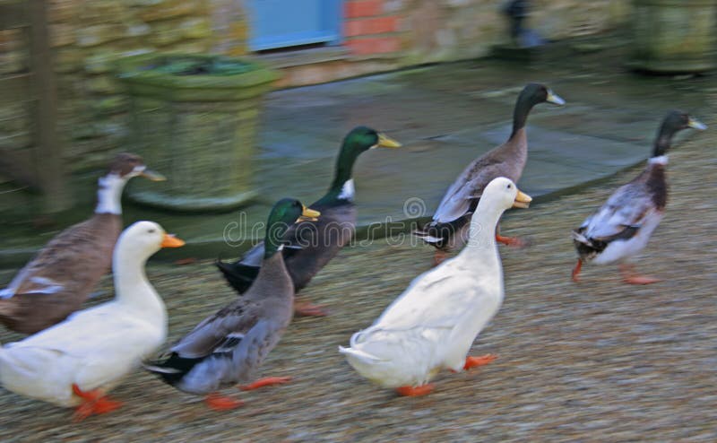 Running Ducks Stock Image - Image: 21383951