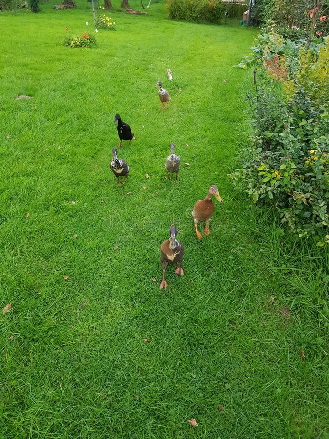 Running ducks in a garden stock photo. Image of running - 231148530