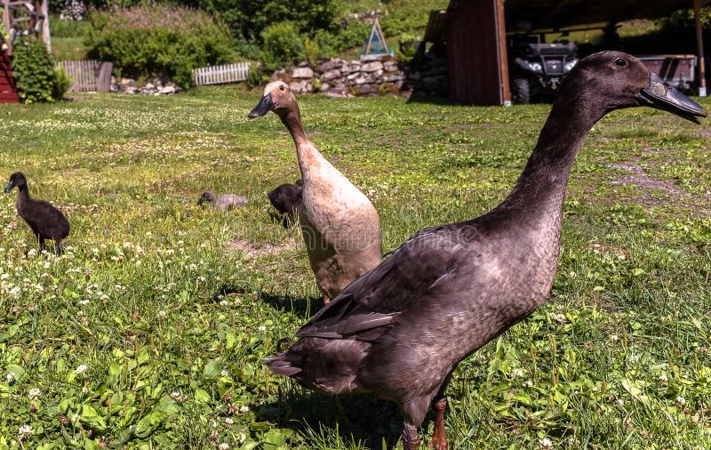 Running Ducks Mother with Their Chicks in a Meadow in the Garden Stock ...
