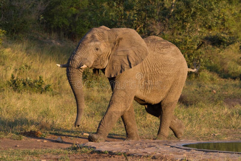 Running elephant stock photo. Image of safari, body, huge - 26374366