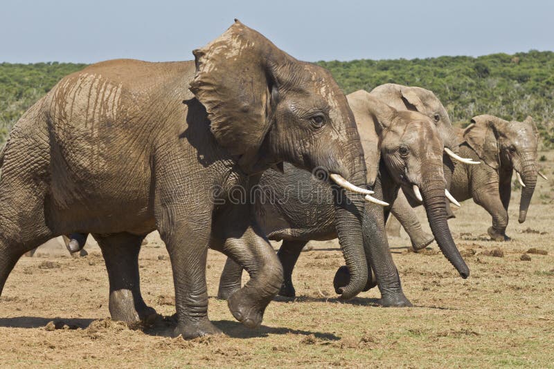 Elephants running stock photo. Image of drink, conservation - 3867814