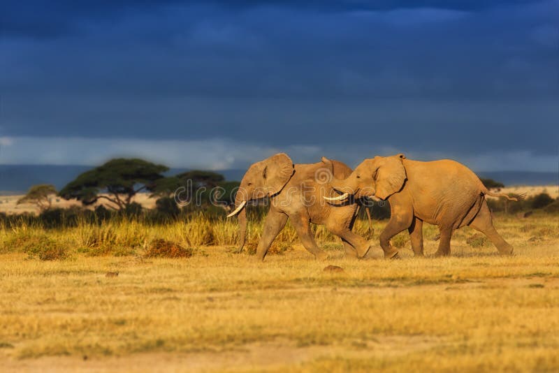 Running Elephants stock image. Image of following, africa - 49183533