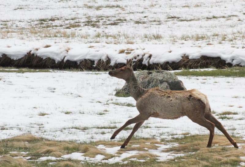 Running elk juvenile stock image. Image of forage, snow - 43306255