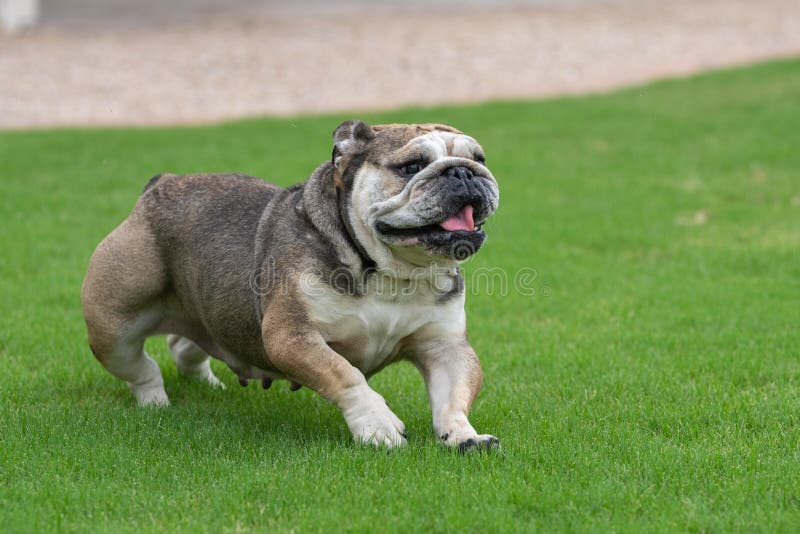 English Bulldog running stock image. Image of english - 26726291