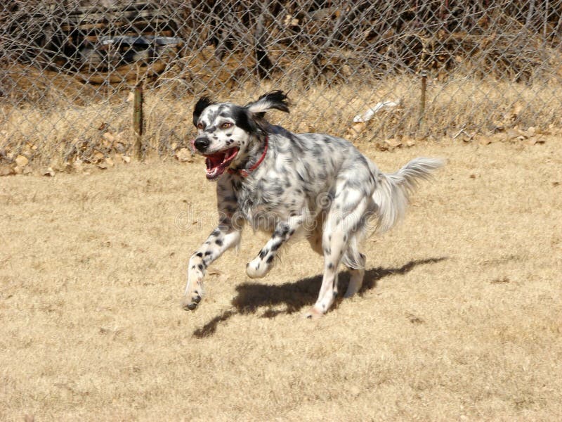 Running English Setter stock photo. Image of goofy, athleticism - 91272414