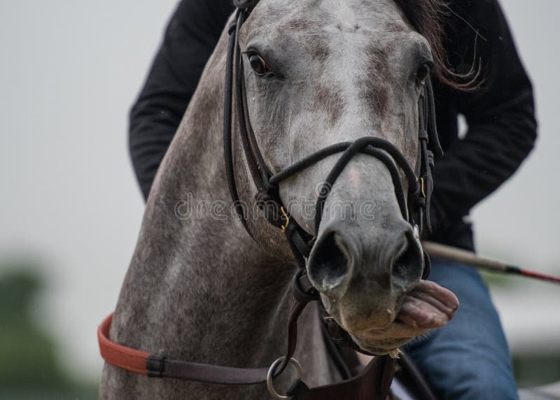 Running Fast is Hard Work stock image. Image of landscape - 93217855