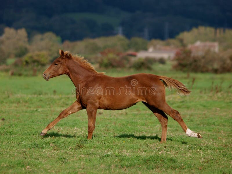 Running colt stock image. Image of playing, brown, colt - 8798641